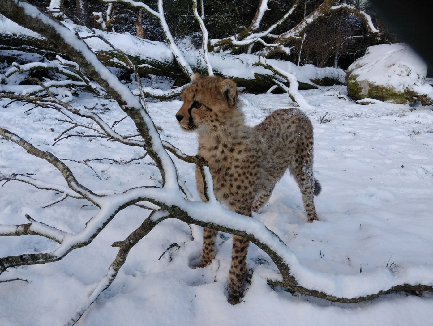Home - Fota Wildlife Park