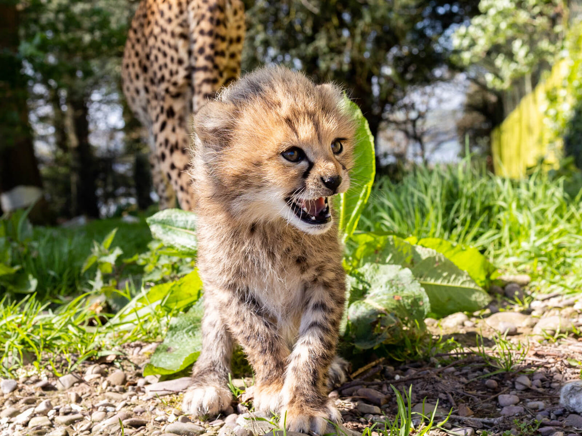 Home - Fota Wildlife Park