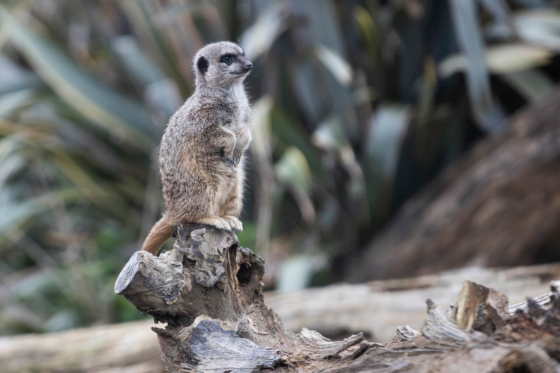 Home - Fota Wildlife Park