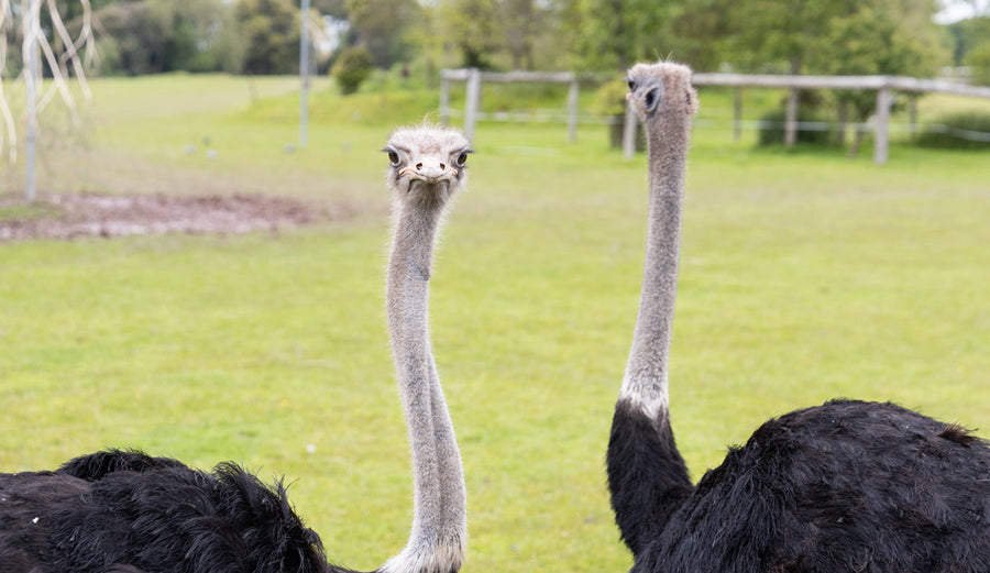 Ostrich