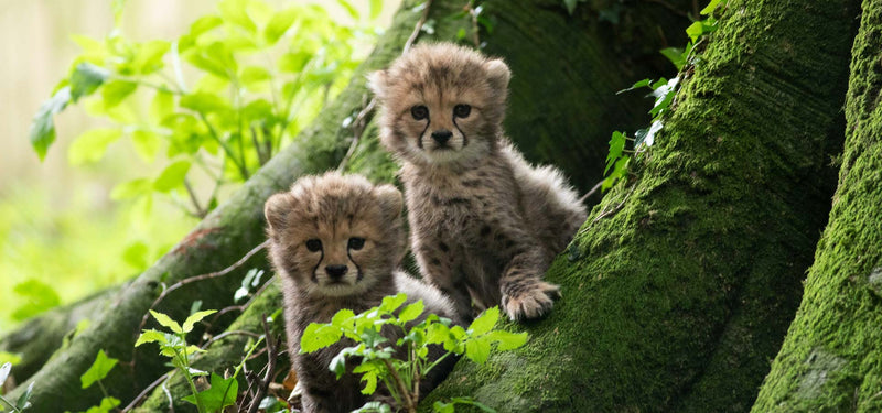 Ticket Price - Fota Wildlife Park