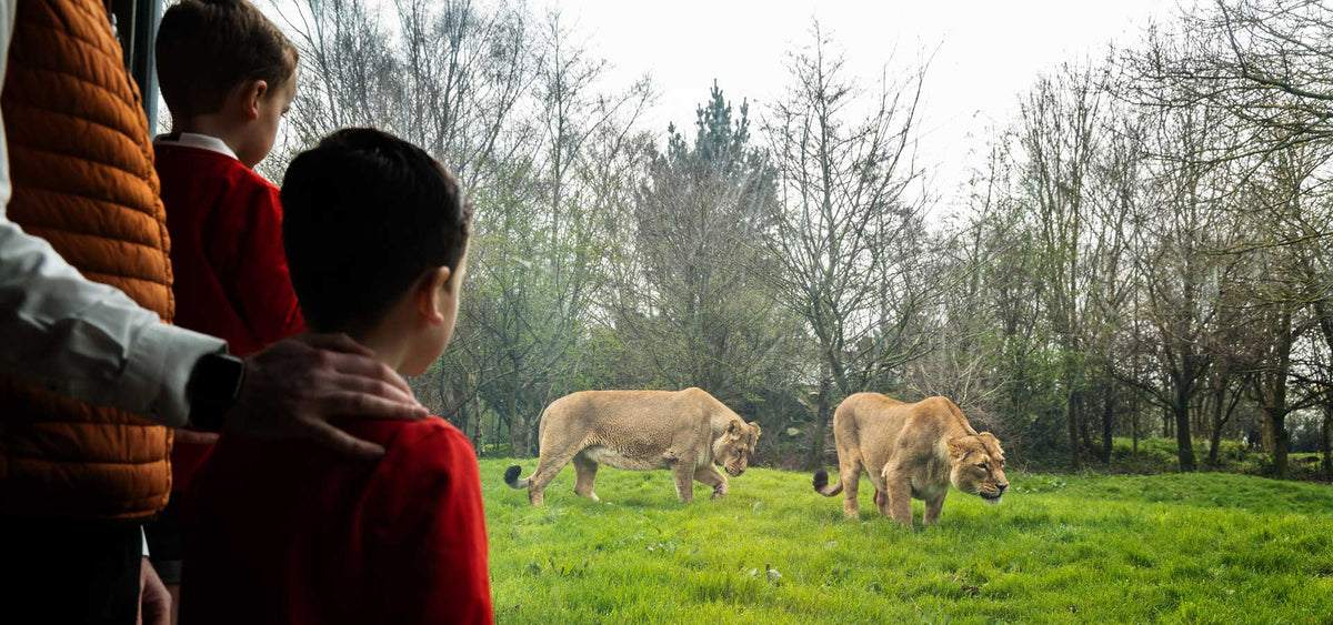 VIP Experiences - Fota Wildlife Park