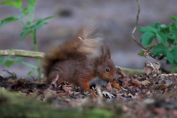 Red squirrel